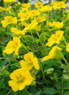 Mecardonia (Mecardonia hybrida) - Fiore - Ogrody Karkonoszy