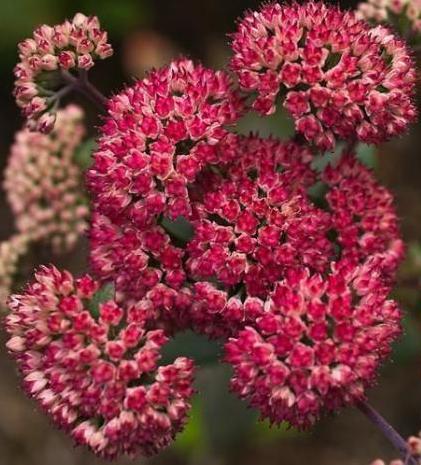 Rozchodnik wielki Bon Bon (Sedum telephium) - Fiore - Ogrody Karkonoszy
