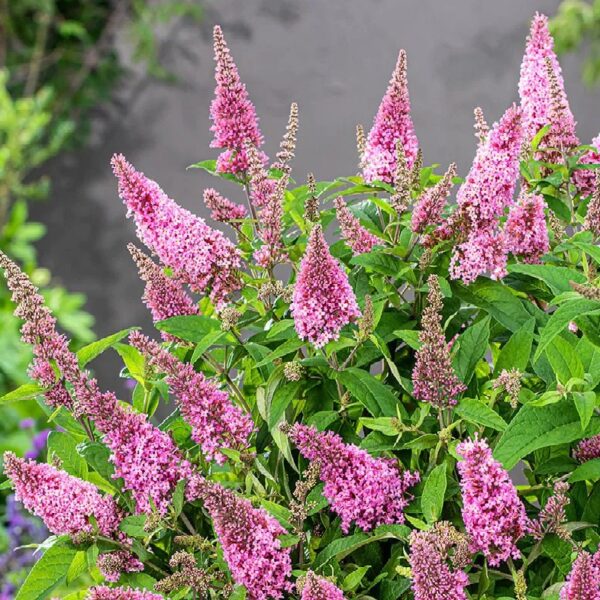 Buddleja Davidii Butterfly Candy Little Ruby - Fiore - Ogrody Karkonosze