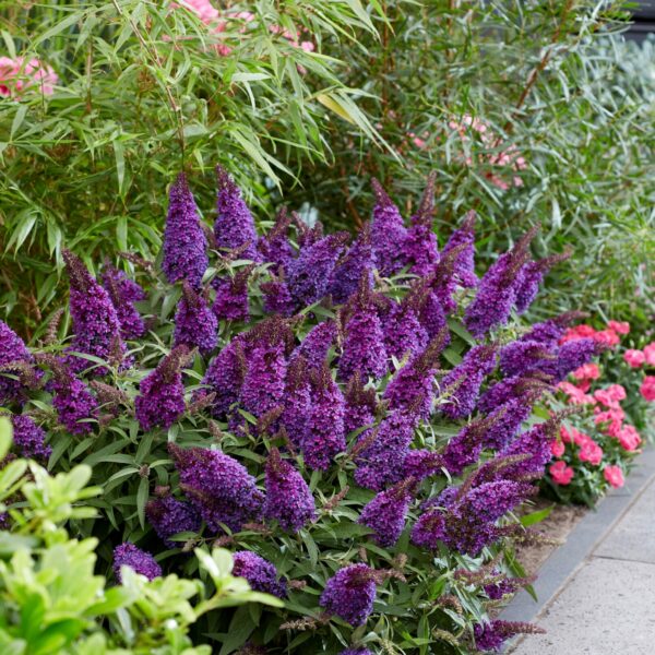Buddleja Davidii Butterfly Candy Little Ruby - Fiore - Ogrody Karkonoszy