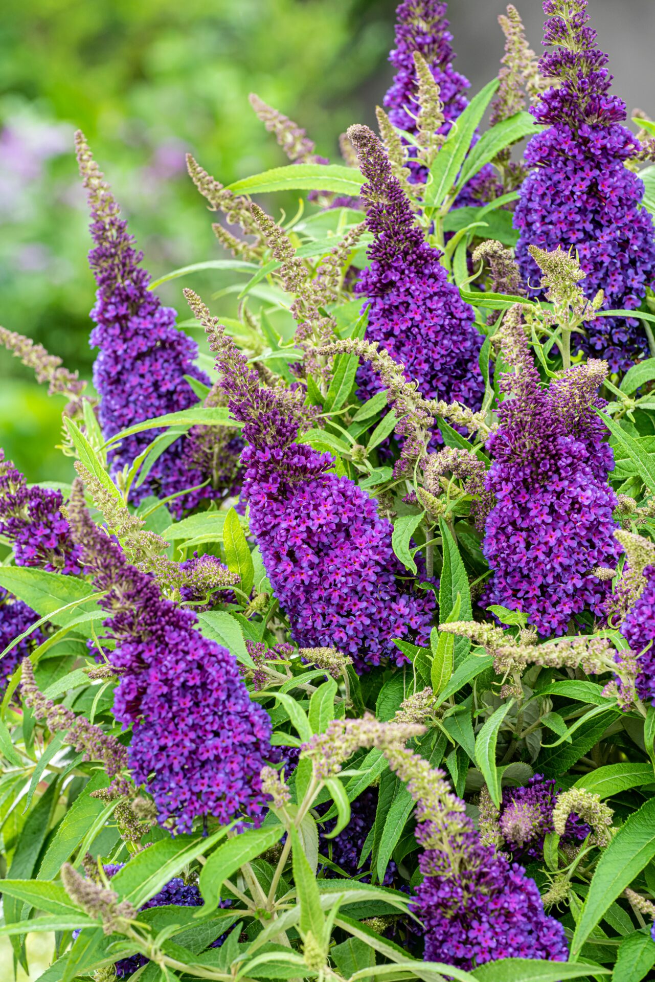 Buddleja Davidii Butterfly Candy Little Purple - Fiore - Ogrody Karkonoszy
