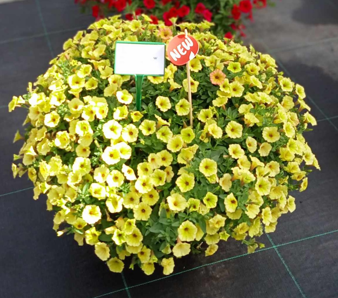 Supertunia VISTA Mini Yellow Duża sadzonka NOWOŚĆ!!! - Fiore - Ogrody ...